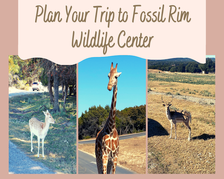 Know about Fossil Rim & their Safari | Unijou